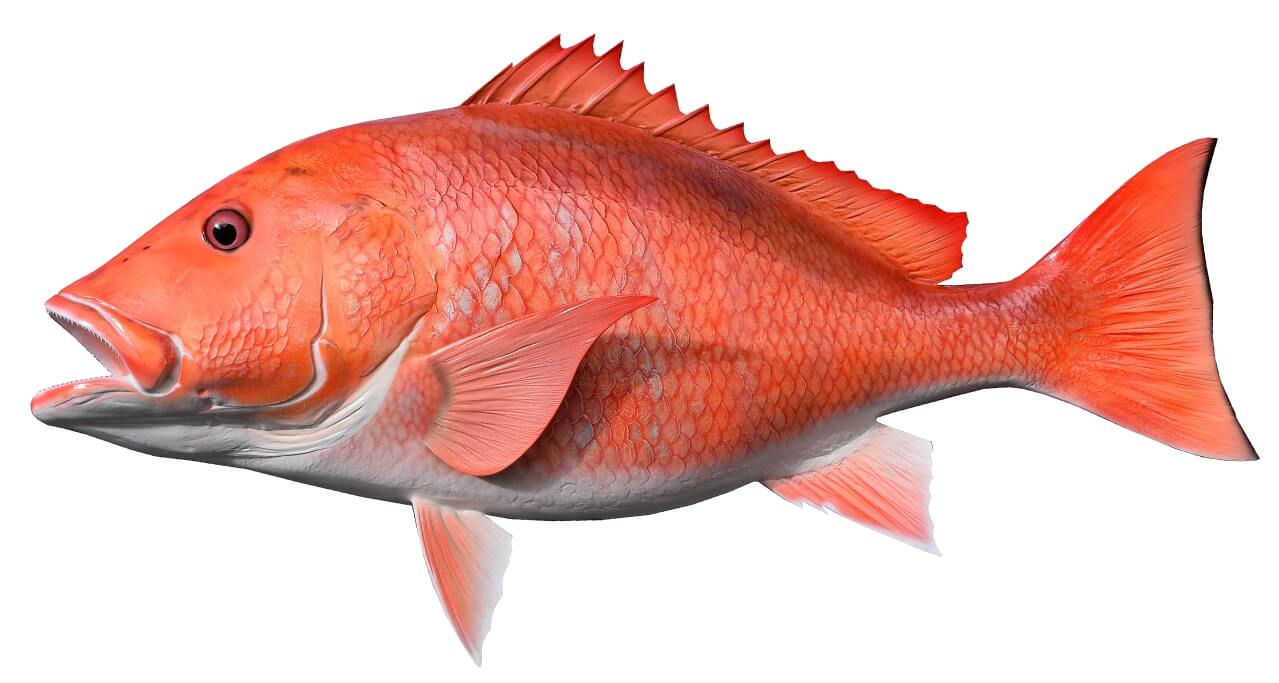 Berkah Laut Bali – Suplier Seafood Bali